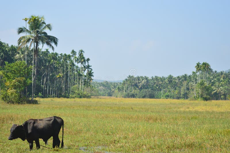 Village Paddy Field Summer Morning View with Lush Greenery Stock Image ...