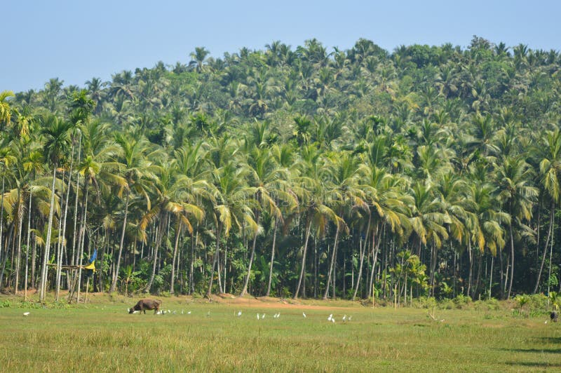 Tropical Village Coconut Field Kerala Stock Photo - Image of grassland ...