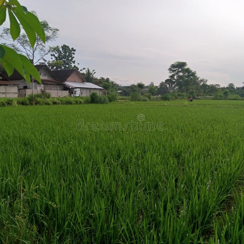 Tropical Village Rice Field in the Morning Stock Photo - Image of plant ...