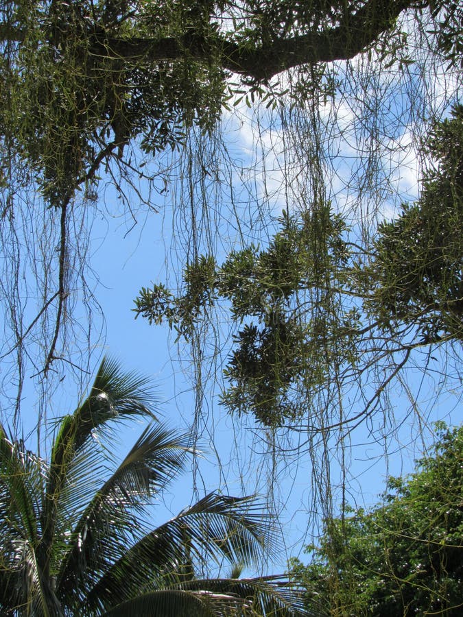 Tropical vines stock photo. Image of vegetation, plant - 249214516