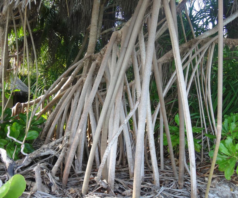 Tropical Vines. Large Tree Roots Stock Image - Image of green, branch ...