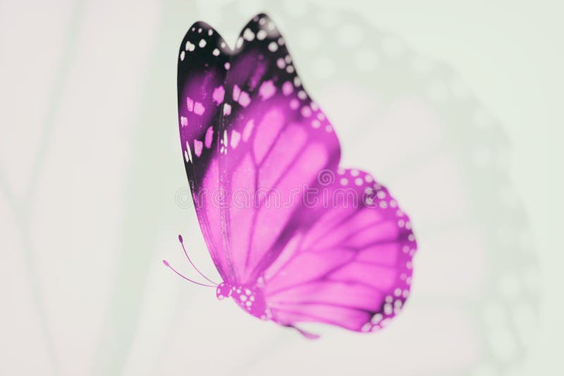 Tropical Violet Butterfly. Isolated on White Stock Photo - Image of ...