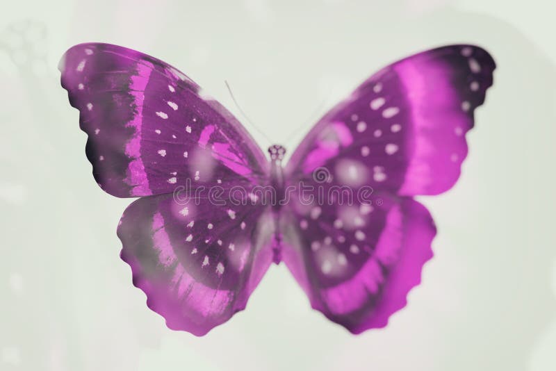 Tropical Violet Butterfly. Isolated on White Stock Image - Image of ...