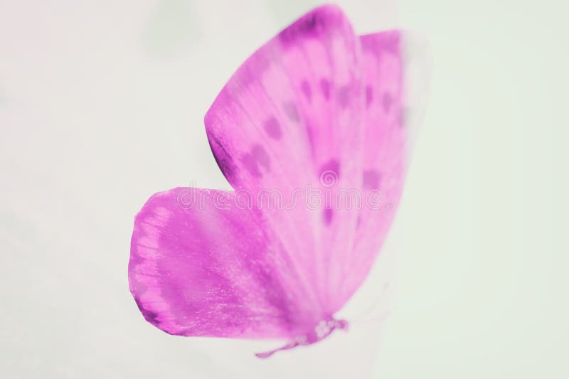 Tropical Violet Butterfly. Isolated on White Stock Image - Image of ...