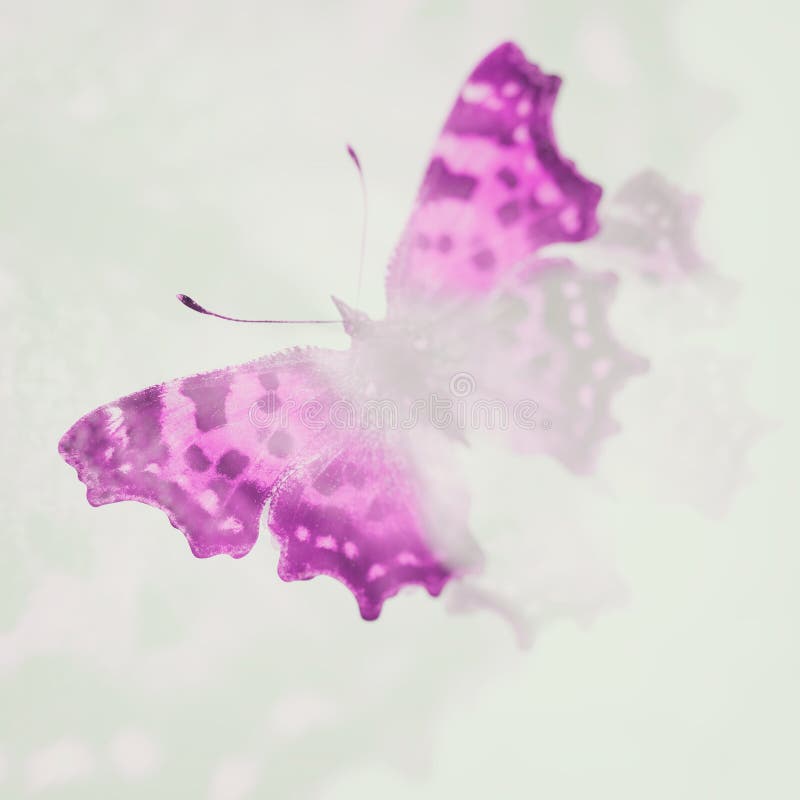 Tropical Violet Butterfly. Isolated on White Stock Photo - Image of ...