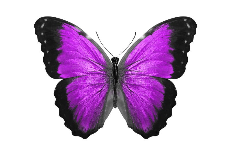 Tropical Violet Butterfly. Isolated on White Stock Photo - Image of ...