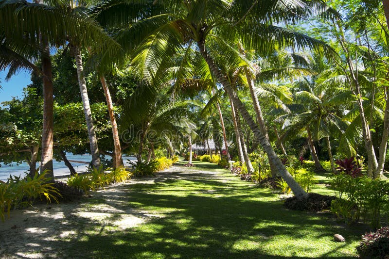 Tropical walking pathway stock image. Image of lifestyle - 38086967