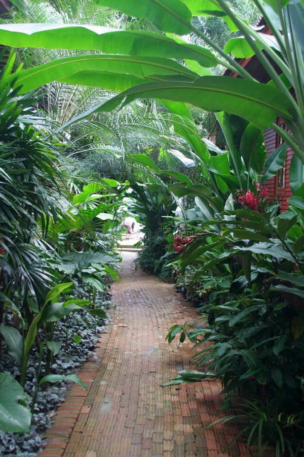 Tropical walkway stock image. Image of garden, road, jungle - 7594063