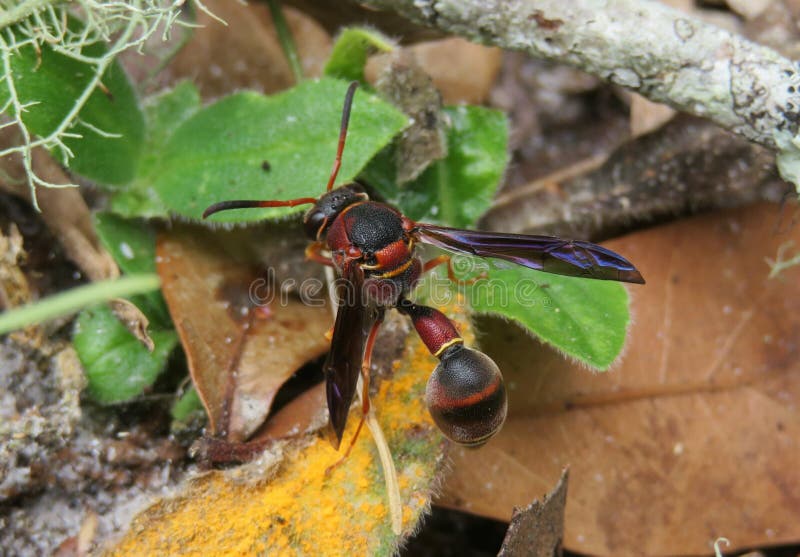 Tropical wasp on ground stock photo. Image of hornet - 187191428