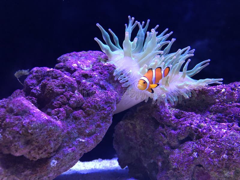 Nemo fish stock photo. Image of aquarius, water, fish - 119384558