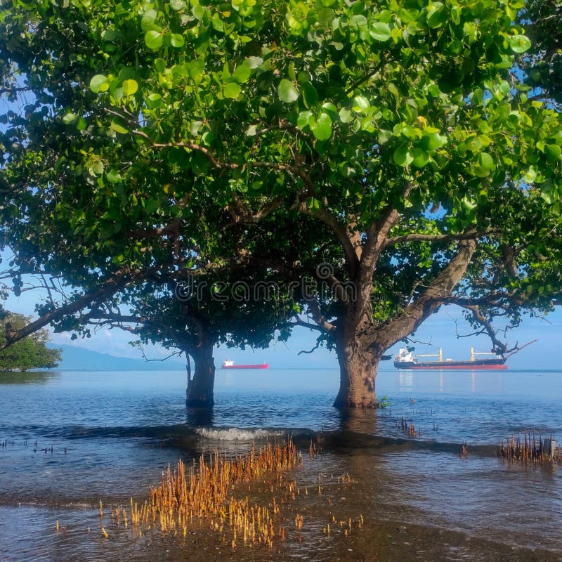 Tropical Water Trees with Tidal Waves in Coastal Wetland Stock Image ...