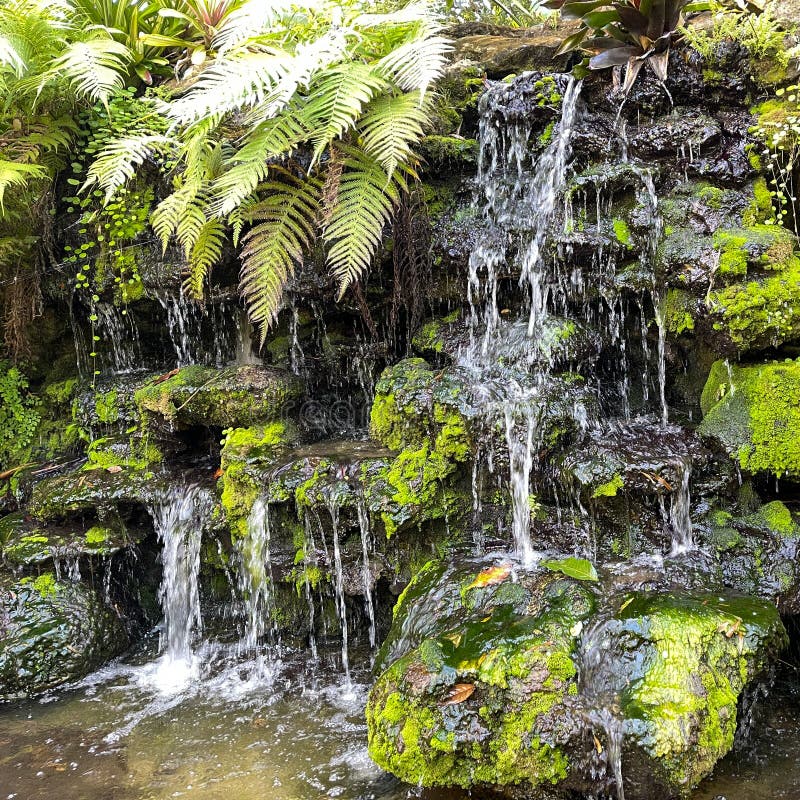 A Tropical Waterfall in a Botanical Garden Stock Image - Image of bloom ...