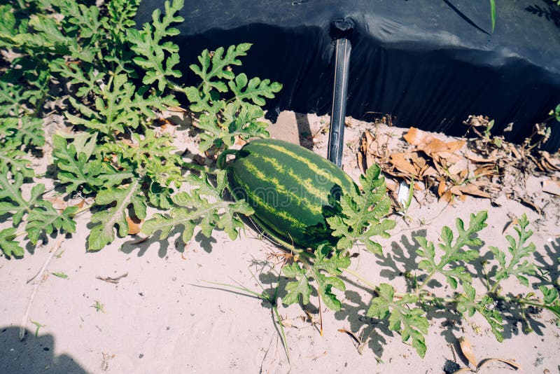 Tropical Watermelon in a Modern Farm Stock Image - Image of florida ...