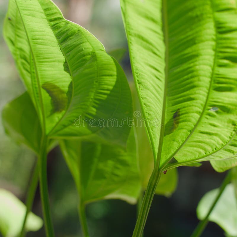 Waxy Green Leaves and Dense Foliage with Bright Yellow Spots in ...