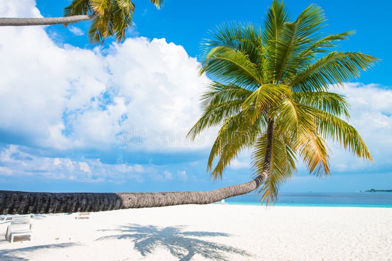 Tropical White Sand Beach with Palm Trees Stock Image - Image of palm ...
