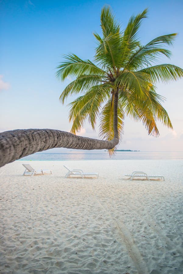 Tropical White Sand Beach with Palm Trees Stock Photo - Image of lagoon ...