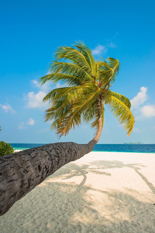 Tropical White Sand Beach with Palm Trees Stock Photo - Image of ...