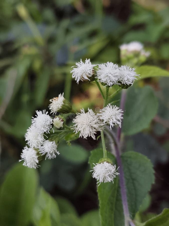 Tropical whiteweed stock photo. Image of system, meadow - 338396382
