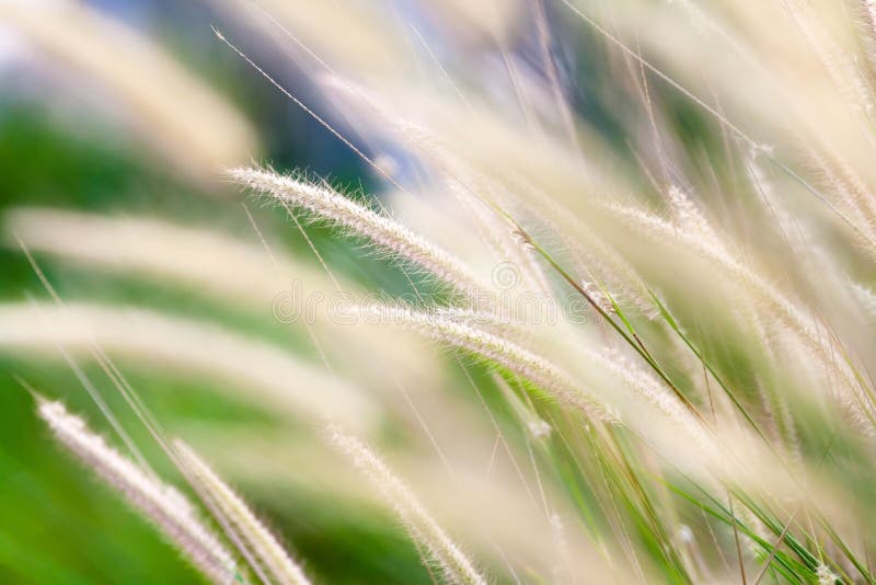 Wild cereal grass stock photo. Image of grow, farmland - 40692268