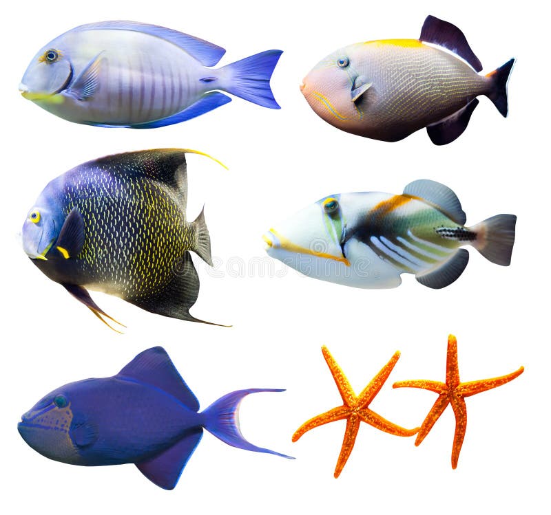 Great Collection of a Tropical Fish on a White Stock Image - Image of ...