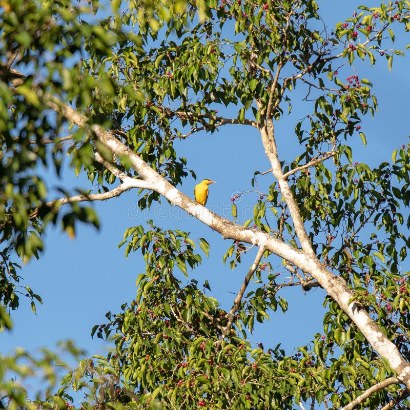A Tropical Yellow Bird in a Tree in Thailand Stock Image - Image of ...