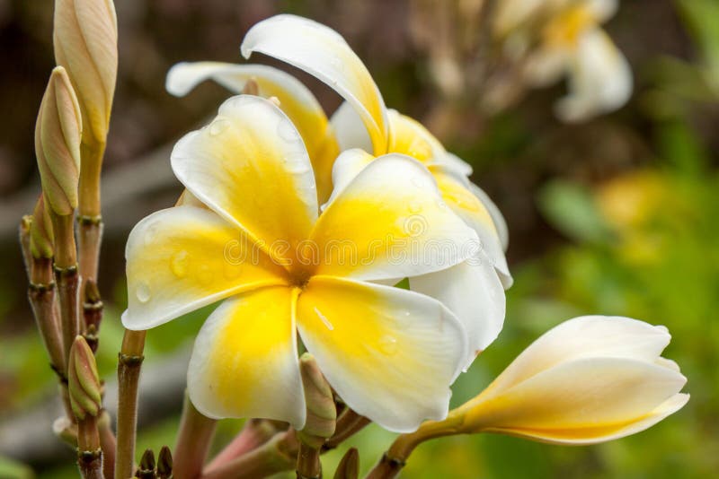 Tropical Yellow Flower in Bora Bora Stock Image - Image of tropical ...