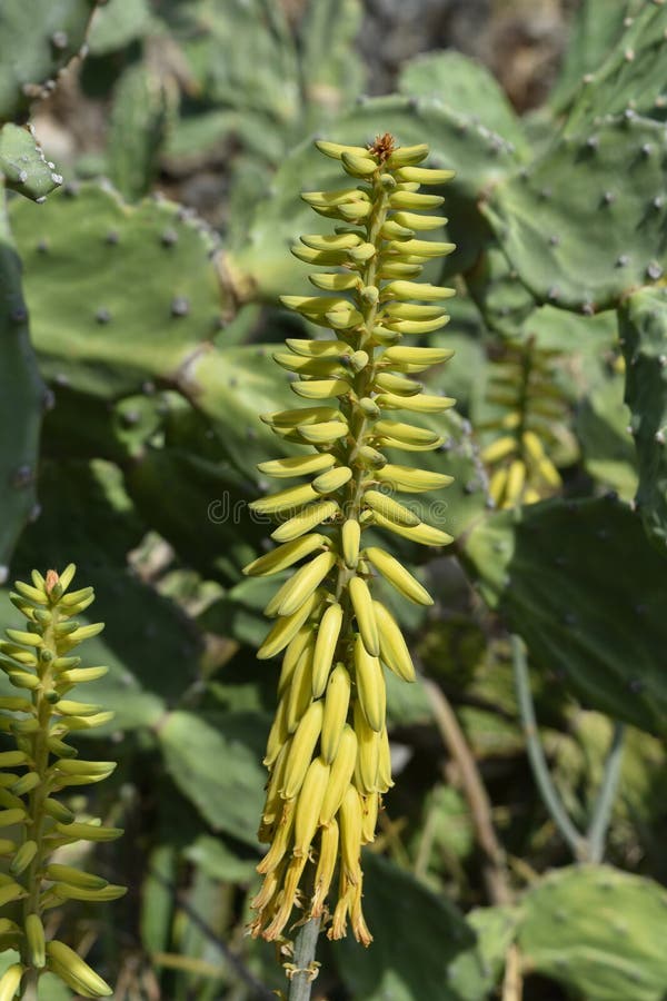 Cactus Aruba stock photo. Image of aruba, landscape, plants - 82890026