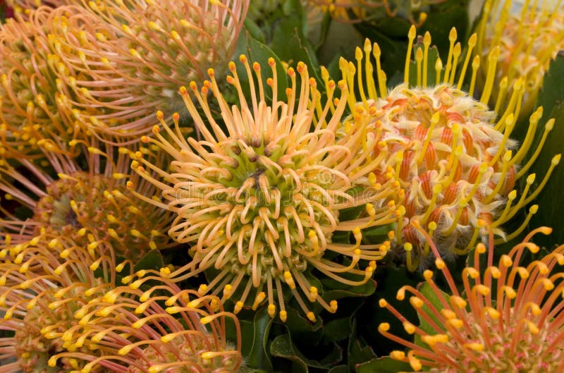 Yellow tropical flowers stock photo. Image of colored - 2743474