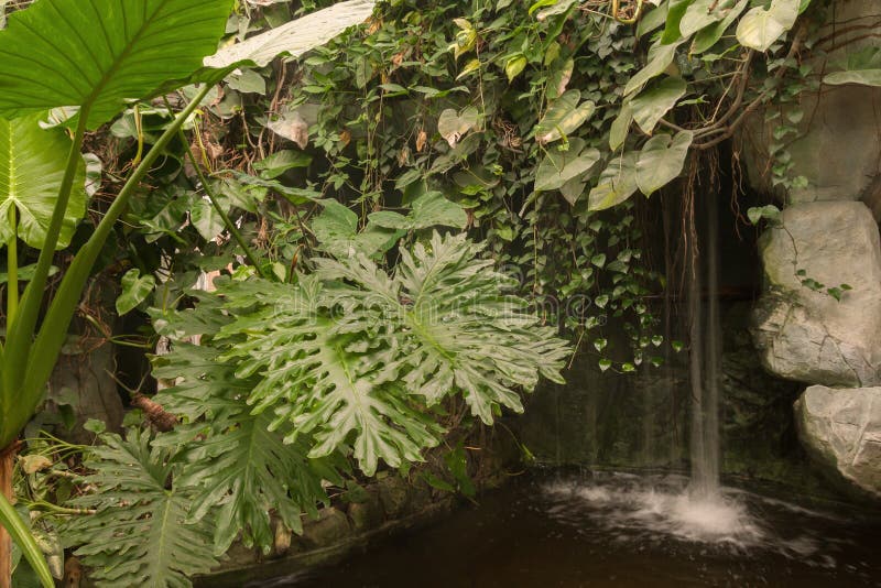 Tropical Zone in the Greenhouse. Stock Photo - Image of pond, climber ...