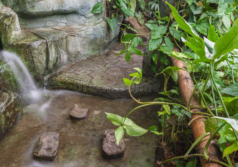 Tropical Zone in the Greenhouse. Stock Photo - Image of nature ...