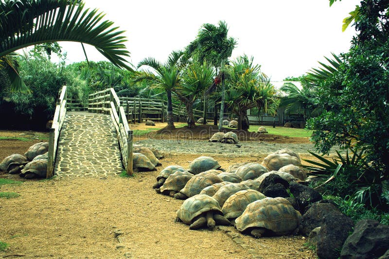 Tropical zoo stock image. Image of africa, huge, reptile - 3129823