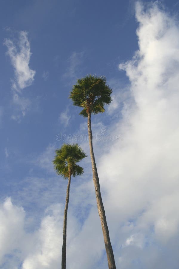 Tropics stock photo. Image of miami, west, sunny, tropics - 7363422