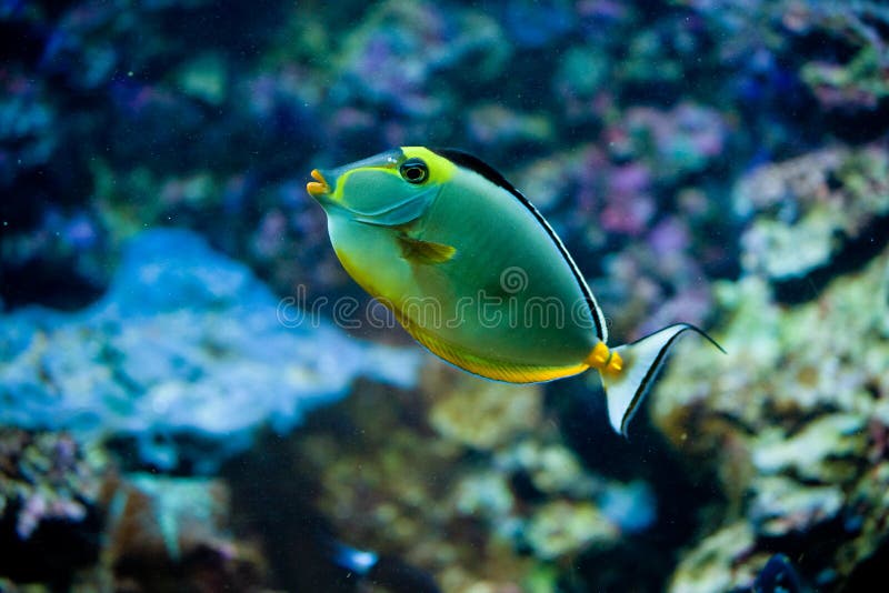 Tropics fish stock photo. Image of coral, ocean, exoticism - 11634614