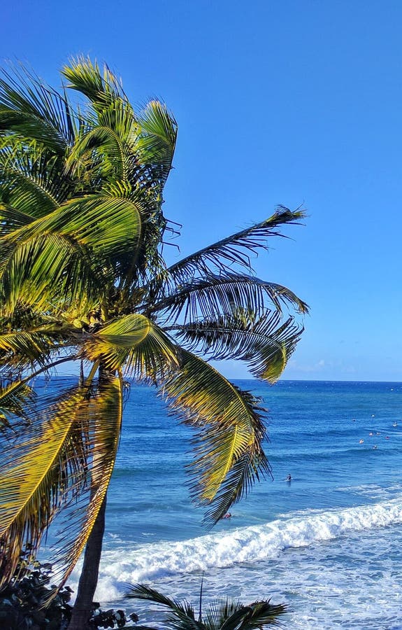 The tropics stock image. Image of waves, tree, tropics - 161322017