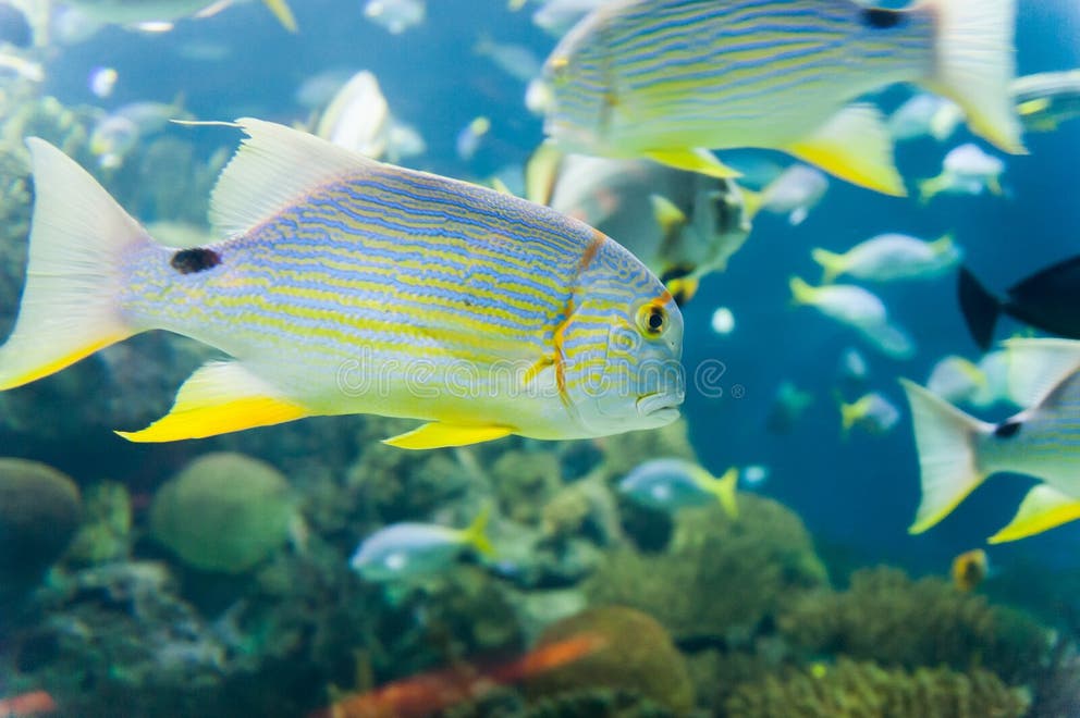 Tropikalna ryba obraz stock. Obraz złożonej z usta, życie - 33555539