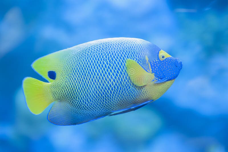 Tropikalna ryba w akwarium obraz stock. Obraz złożonej z śliczny - 39422563