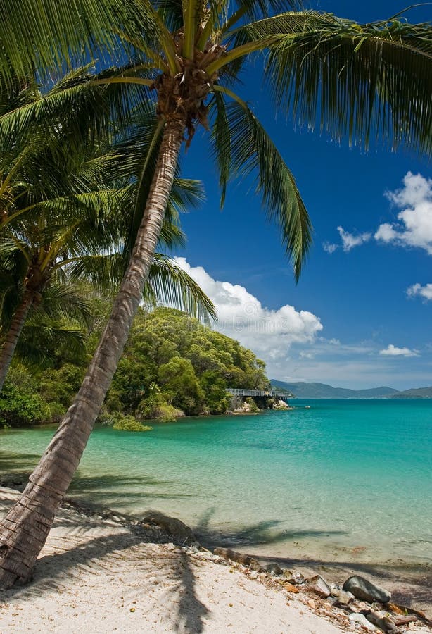 Tropikalna Plaża Na Północnej Stronie Samoa Wyspa Z Drzewkami Palmowymi ...