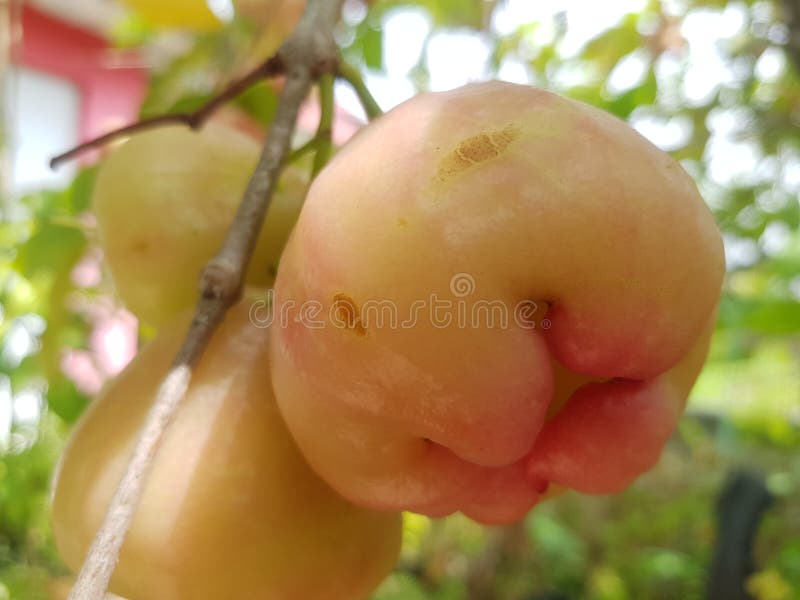 Tropis fruit java apple stock photo. Image of food, dish - 242349956