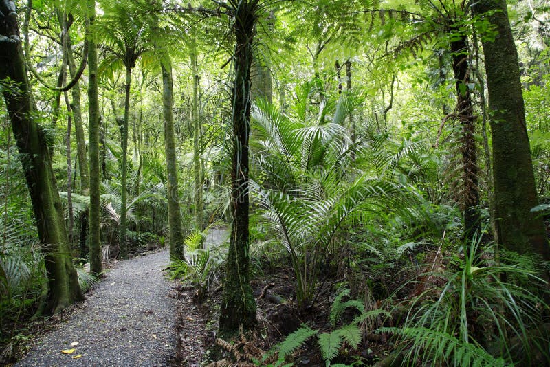 Tropisch bos stock foto. Image of groen, wandeling, nieuw - 16738132