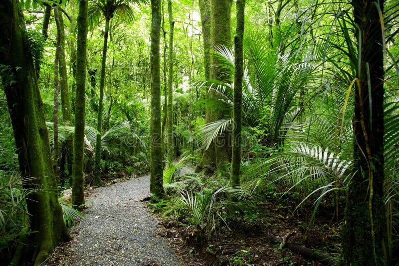 Tropisch bos stock afbeelding. Image of vochtigheid, achtergrond - 17225939