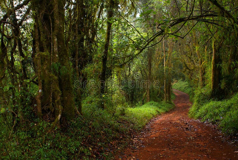 Tropisch Bos Met Houten Bungalows in Het Duwen Van Groen Eiland ...