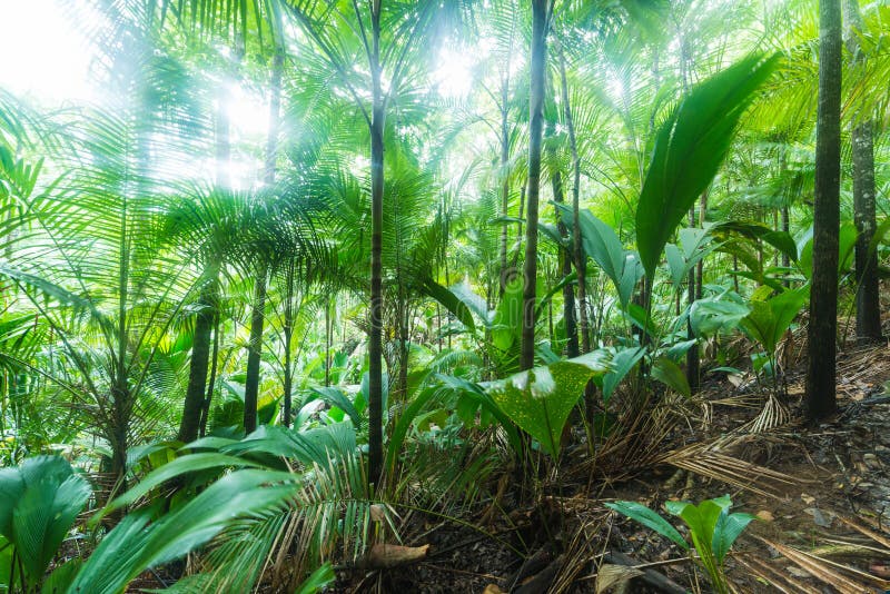 Tropisch bos stock foto. Image of vegetatie, varen, vochtig - 3815676