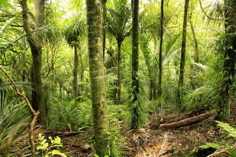 Tropisch bos stock afbeelding. Image of nave, flora, vochtigheid - 18809053