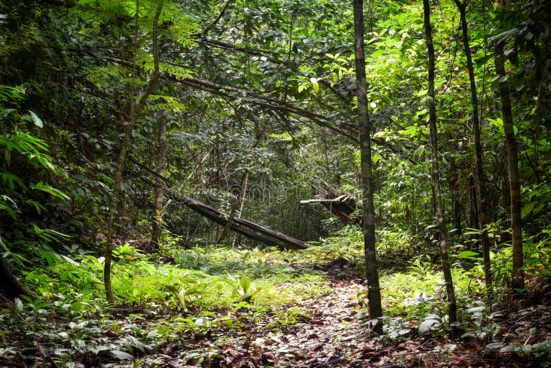 Tropisch bos stock afbeelding. Image of plantkunde, paradijs - 30834129