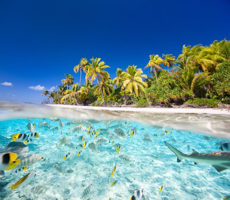 Tropisch eiland stock foto. Image of zomer, nave, exotisch - 31502550