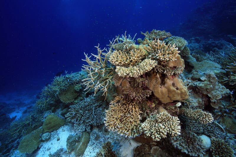 Koraalrif stock foto. Image of reis, onderzees, ertsader - 22385280
