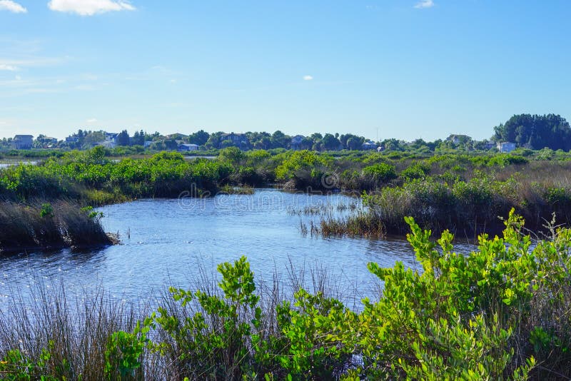 Tropisch Moeras stock afbeelding. Image of hotel, onderaan - 80099905