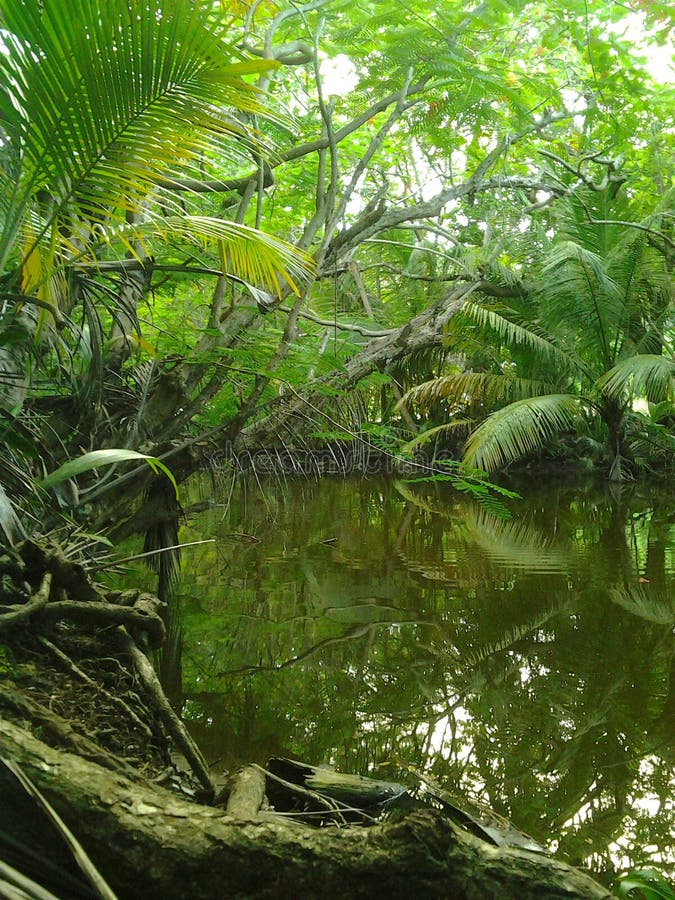 Tropisch Moeras stock afbeelding. Image of organisme - 95311443