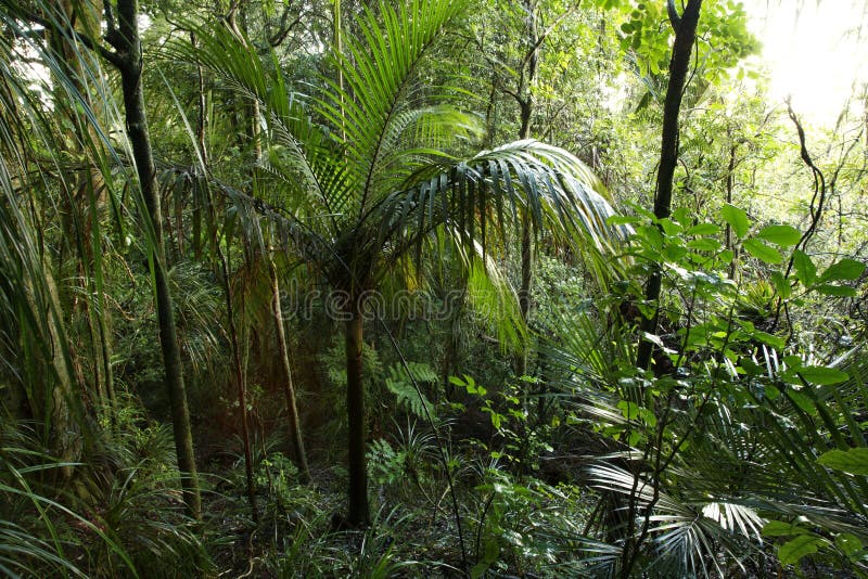 Tropisch regenwoud stock afbeelding. Afbeelding bestaande uit wild ...