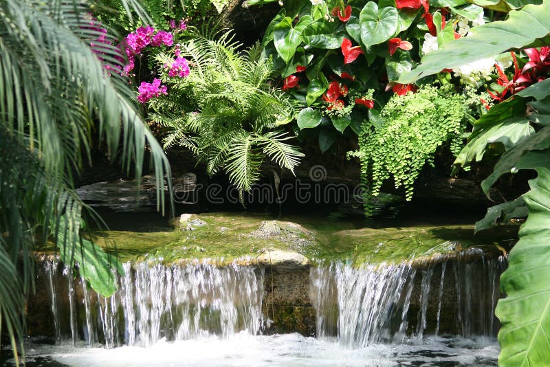 Tropisch regenwoud stock foto. Image of aziatisch, azië - 5284778